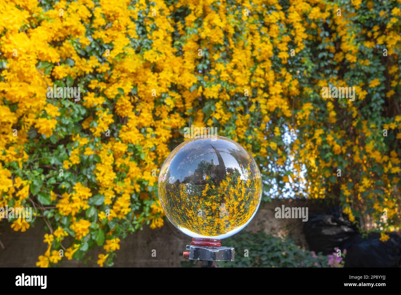 Bright yellow flowers inside crystal ball. Yellow chrysanthemums daisy ...