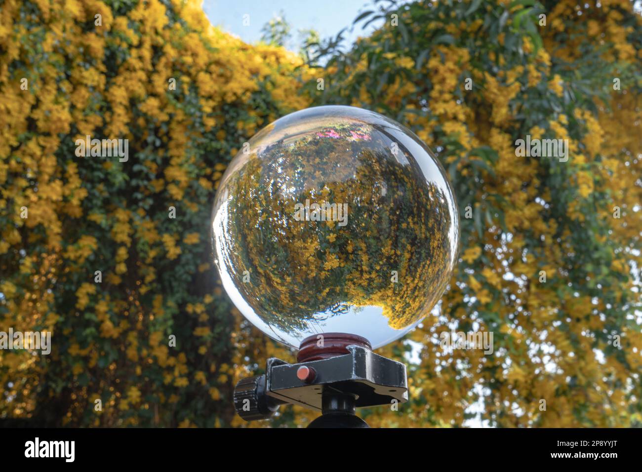 Bright yellow flowers inside crystal ball. Yellow chrysanthemums daisy ...