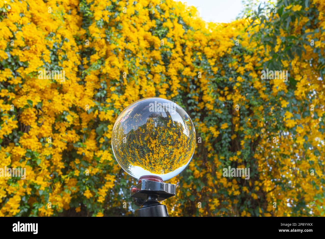 Bright yellow flowers inside crystal ball. Yellow chrysanthemums daisy ...
