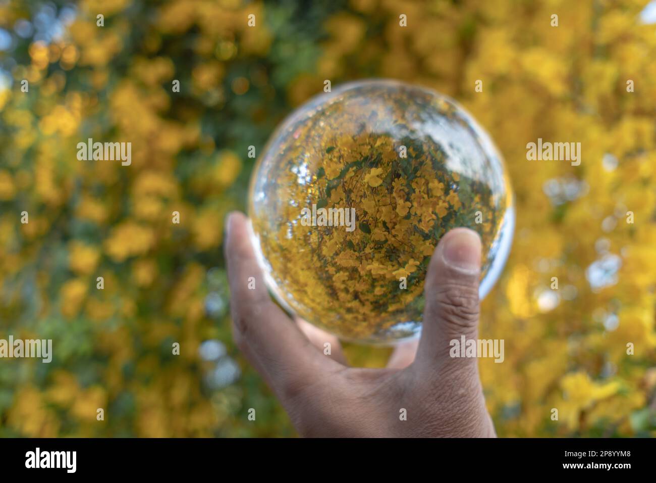 Large bright yellow ball flowers hi-res stock photography and images ...