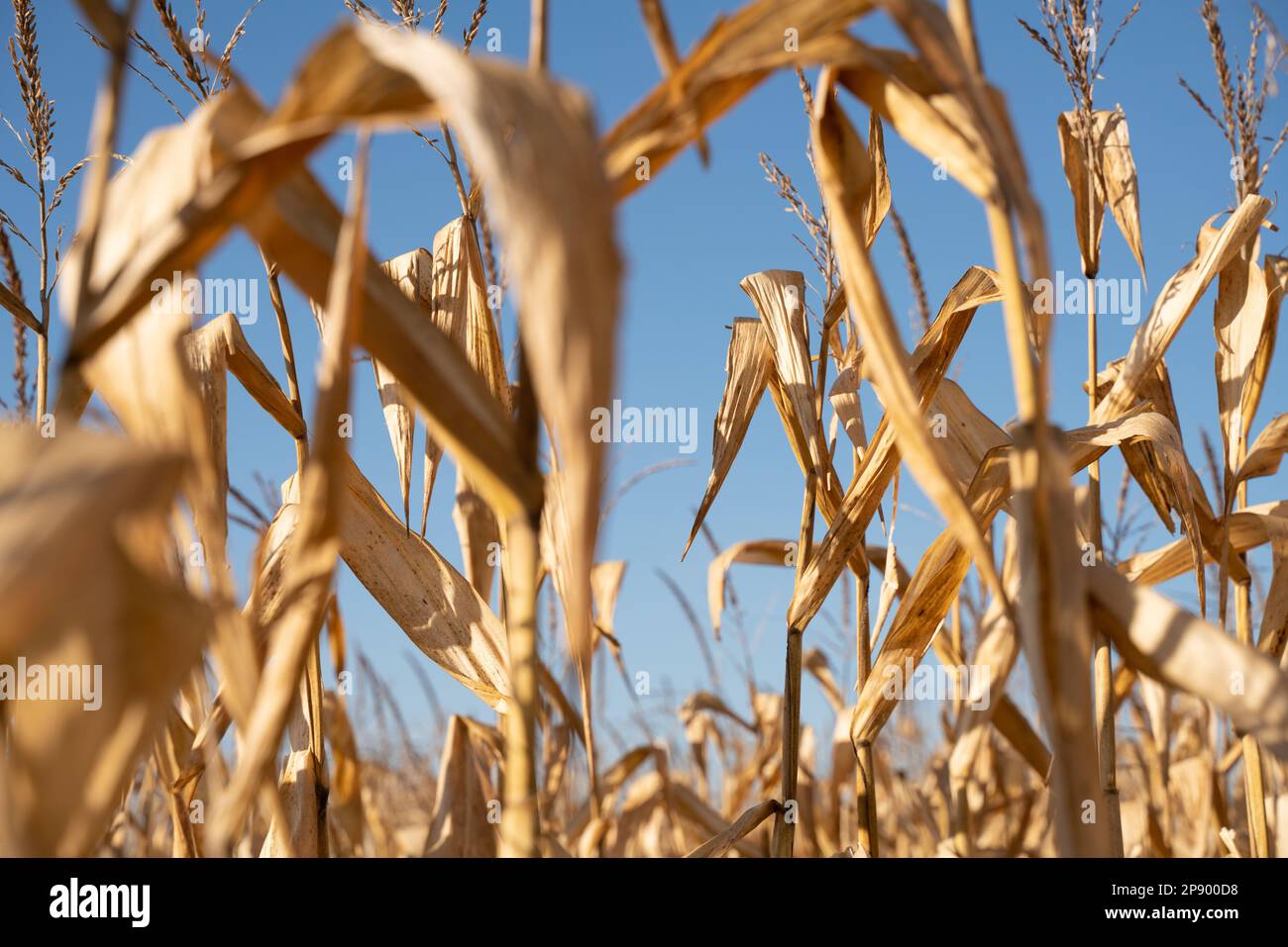 Corn crop farm in Brampton. Cornfield maze at Dixie Orchards in Caledon ...