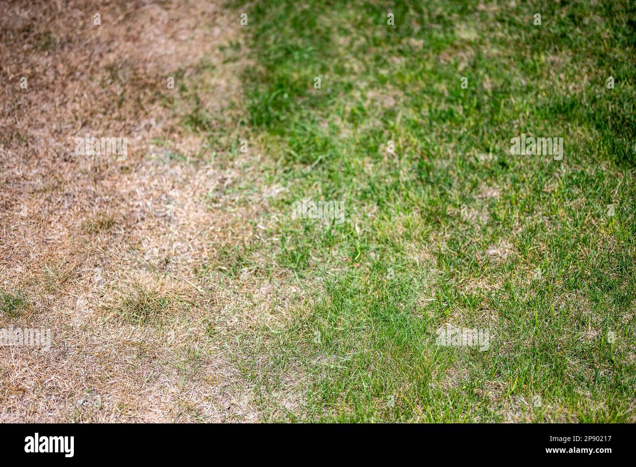 Visible distinction between healthy lawn and chemical burned grass ...