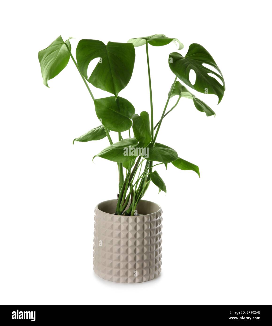 Green Monstera in pot on white background Stock Photo - Alamy