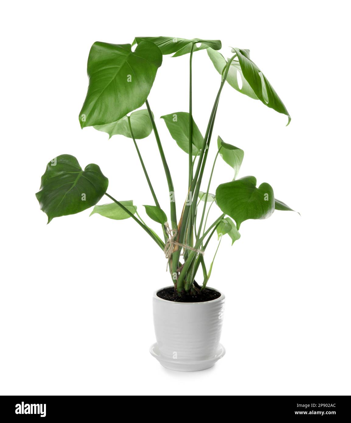 Green Monstera in pot on white background Stock Photo - Alamy