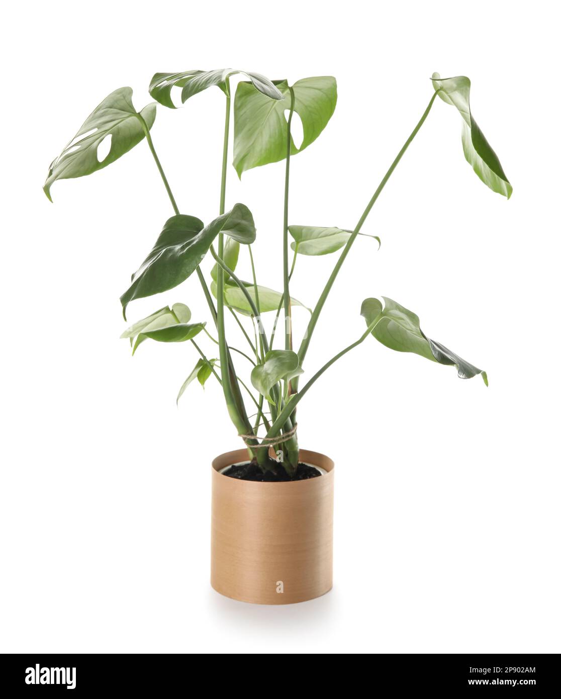 Green Monstera in pot on white background Stock Photo - Alamy