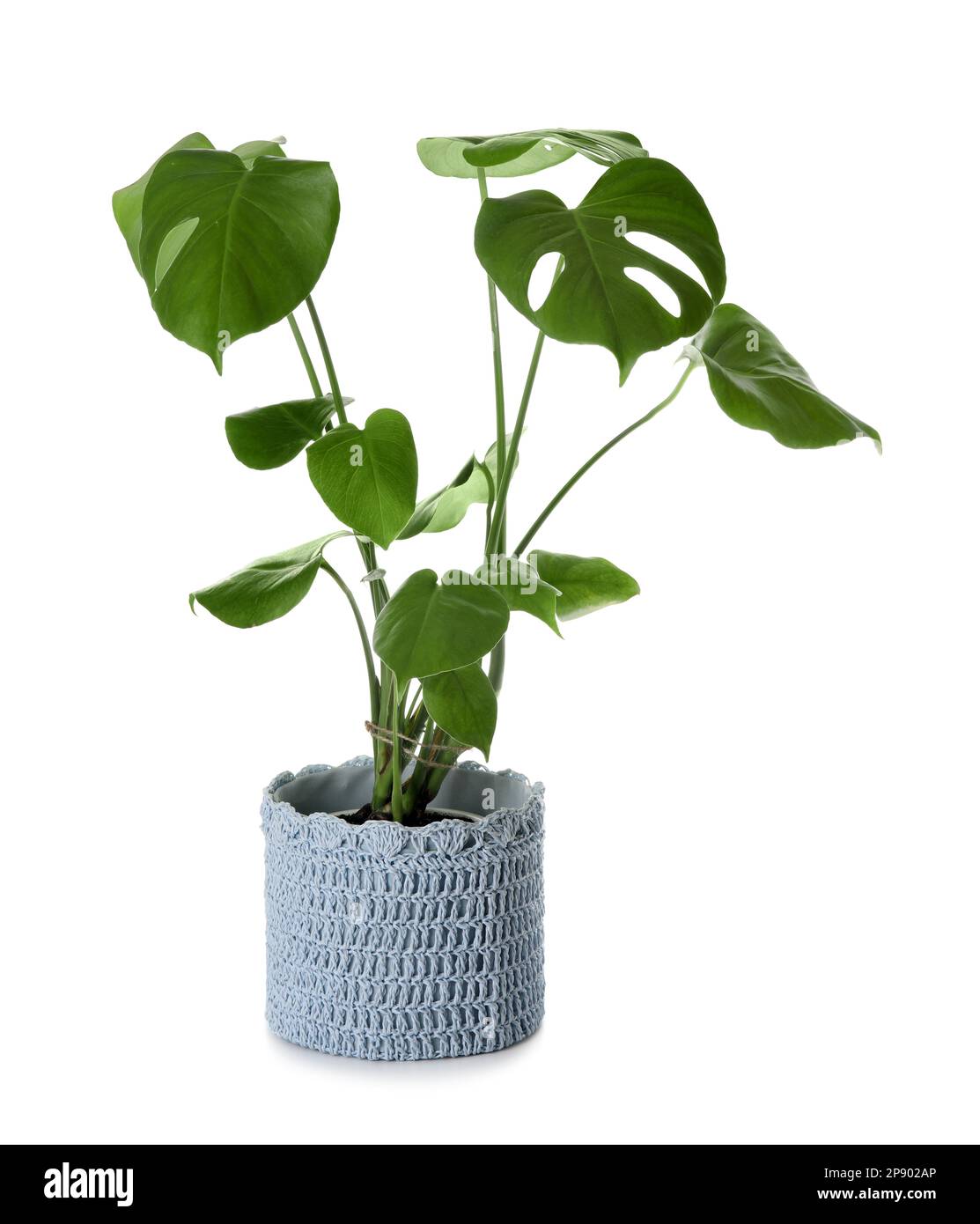 Green Monstera in pot on white background Stock Photo - Alamy