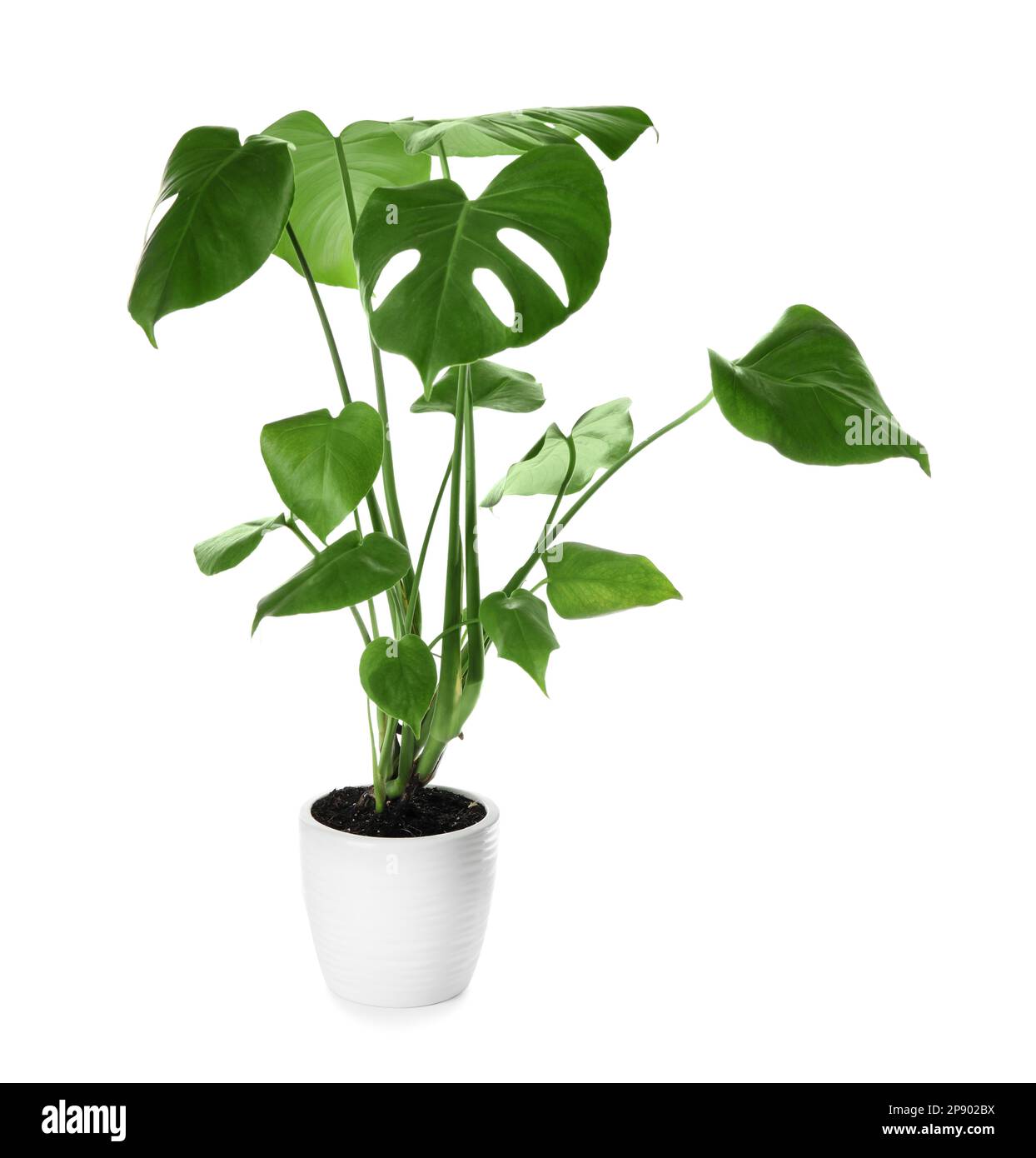 Green Monstera in pot on white background Stock Photo - Alamy