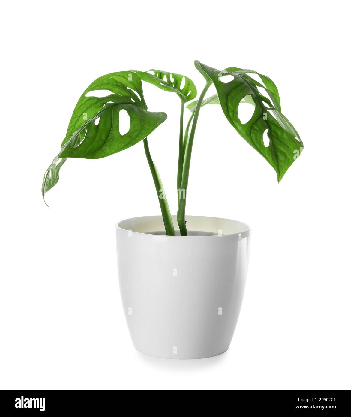 Green Monstera in pot on white background Stock Photo - Alamy