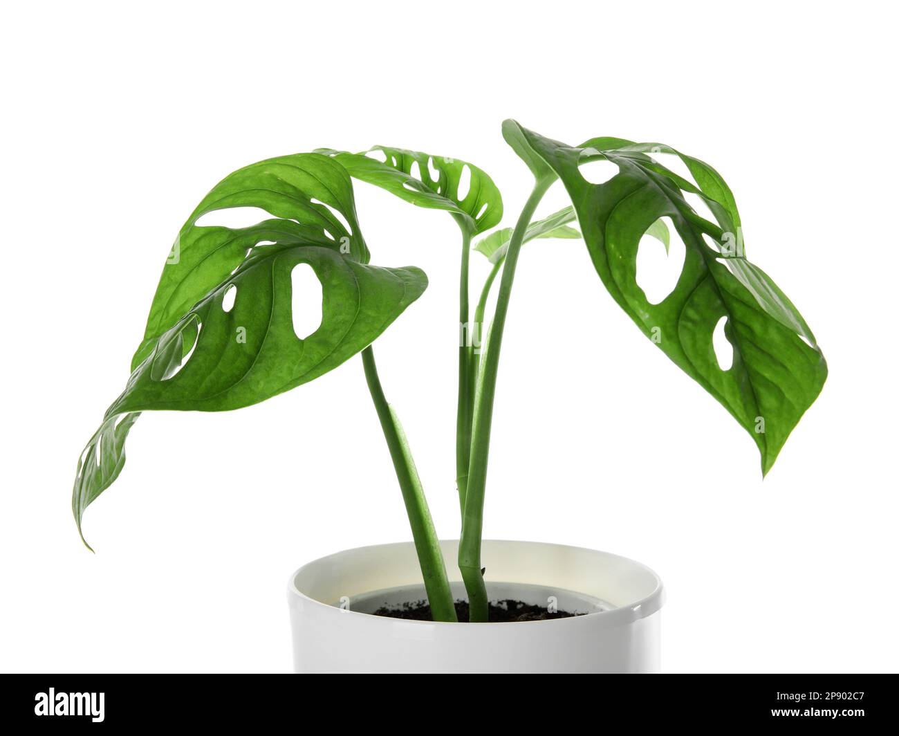 Green Monstera in pot on white background, closeup Stock Photo - Alamy
