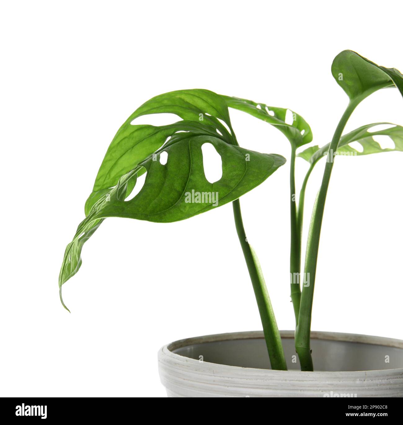 Green Monstera in pot on white background, closeup Stock Photo - Alamy