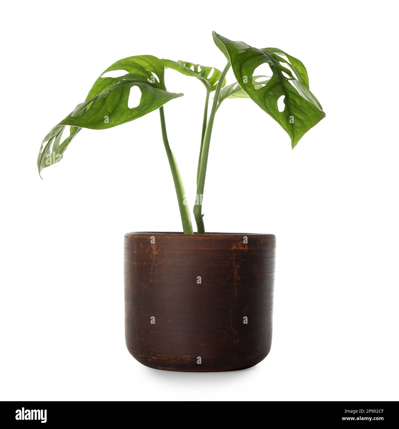 Green Monstera in pot on white background Stock Photo - Alamy