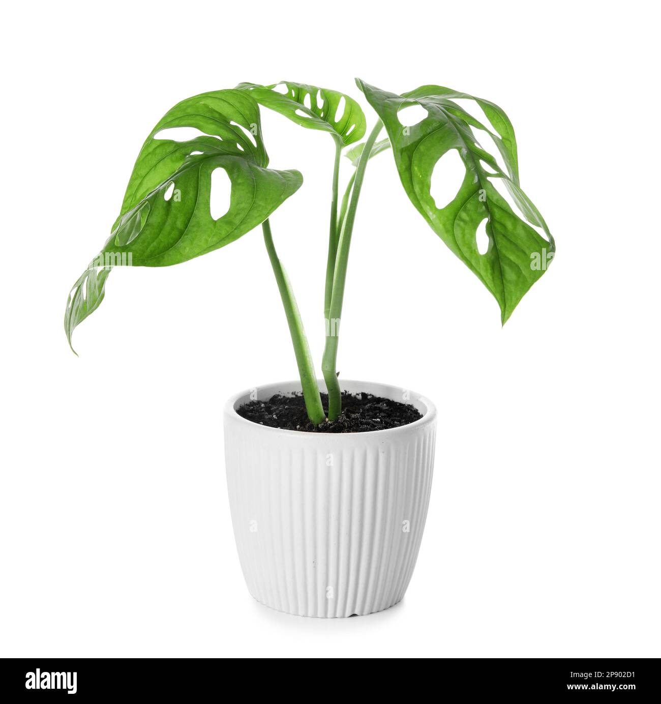 Green Monstera in pot on white background Stock Photo - Alamy