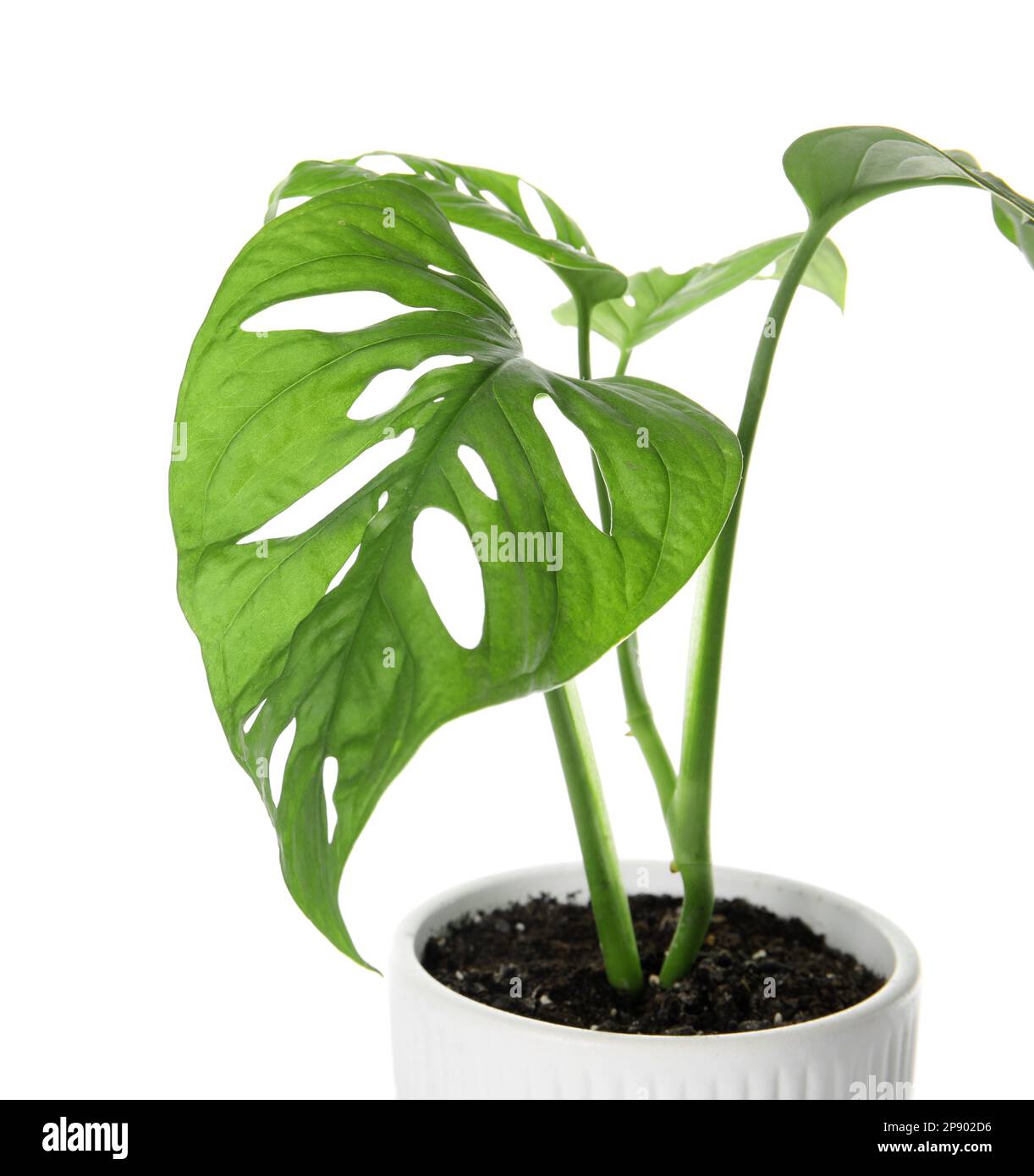 Green Monstera in pot on white background Stock Photo - Alamy