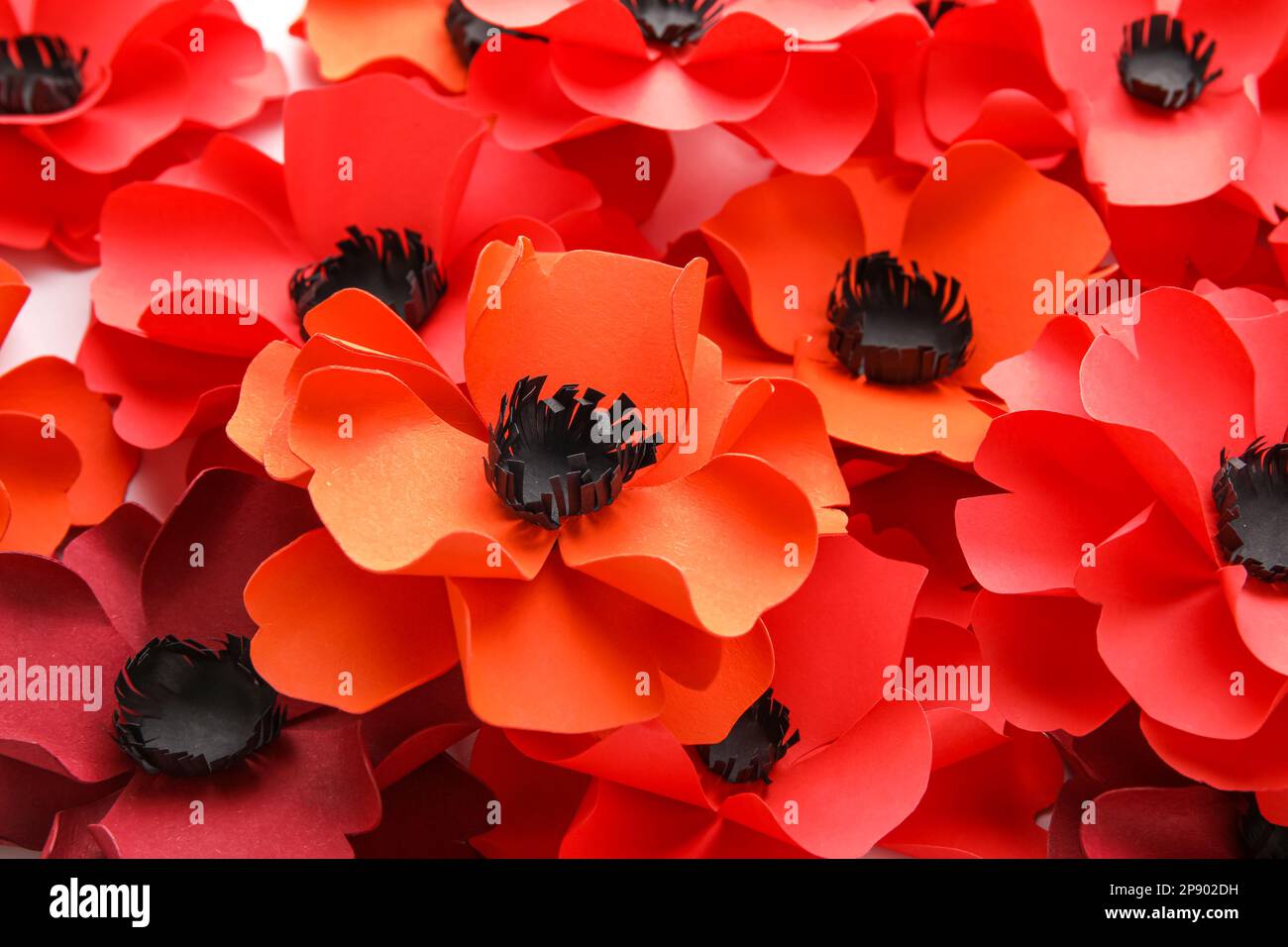 Paper poppy flowers on white background, closeup Stock Photo - Alamy