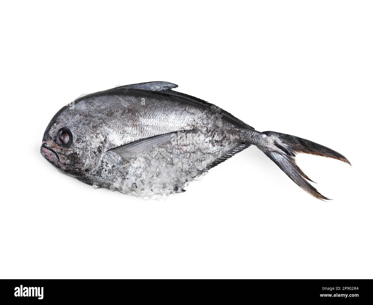 Something fishy Cut Out Stock Images & Pictures - Alamy