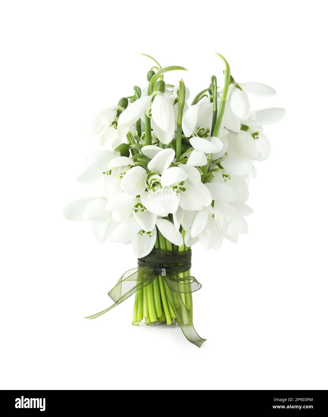 Beautiful snowdrops isolated on white background Stock Photo - Alamy