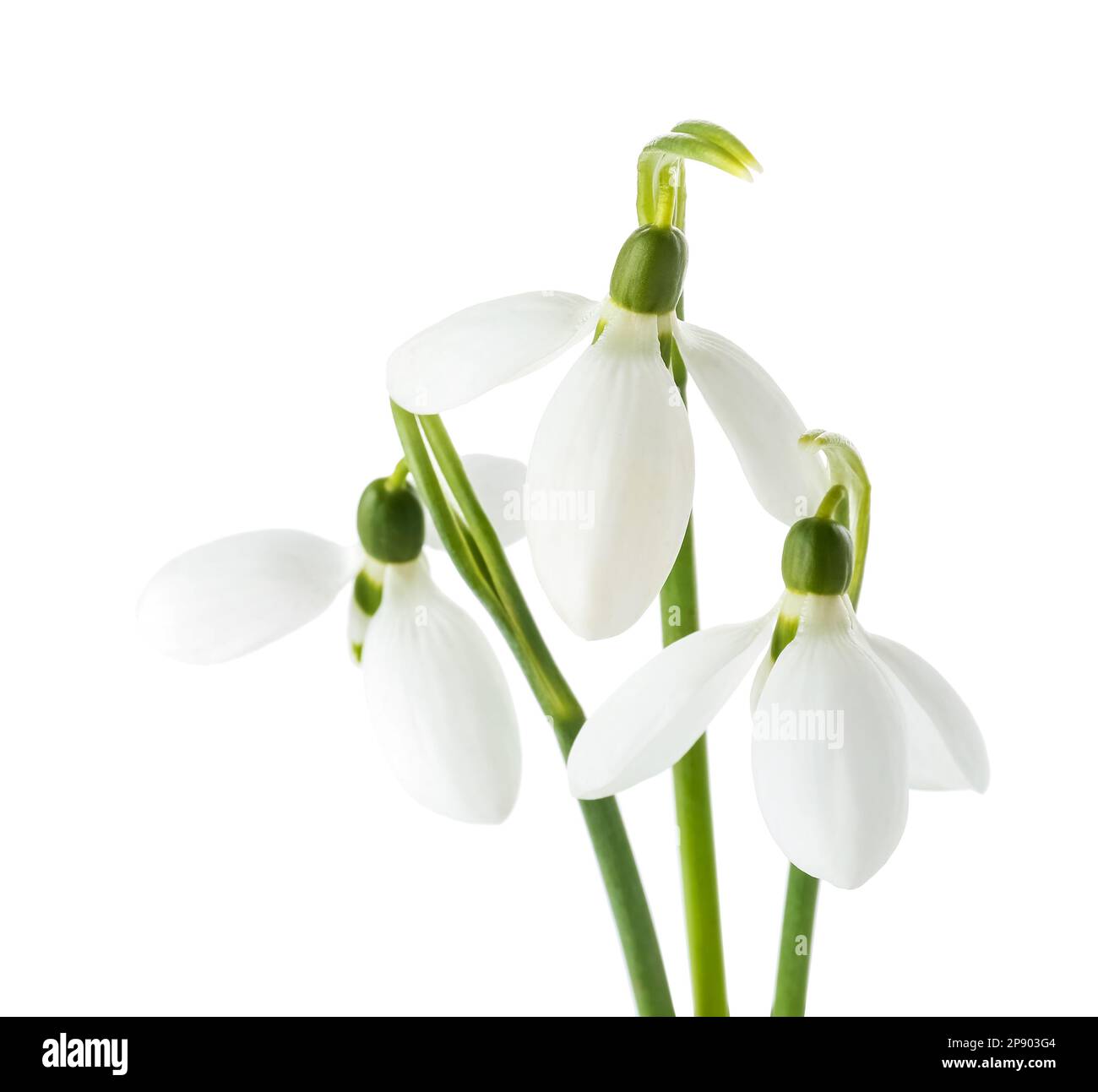 Beautiful snowdrops isolated on white background Stock Photo - Alamy