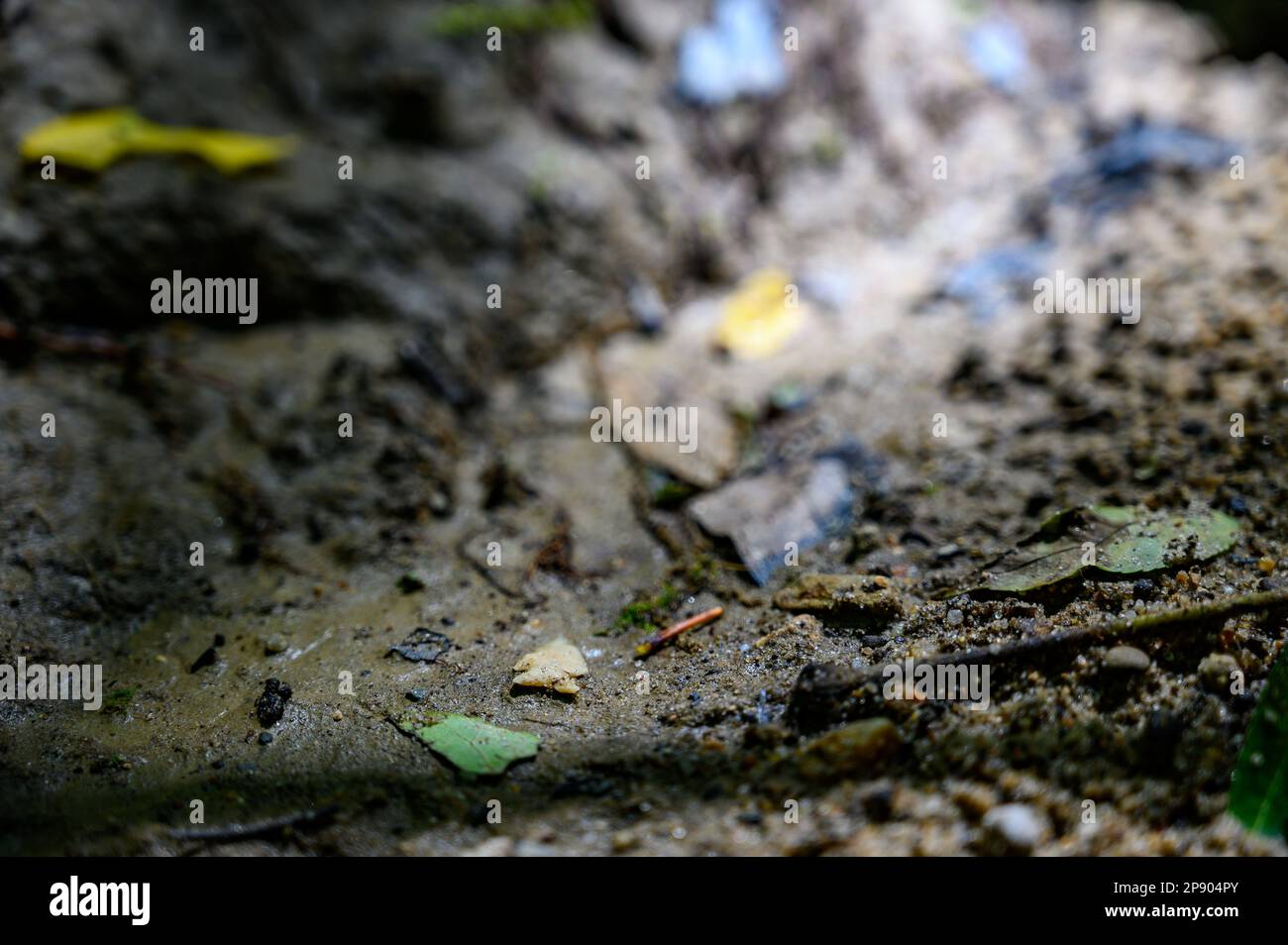 Native American Indian bird point arrowhead in creek bed Stock Photo ...