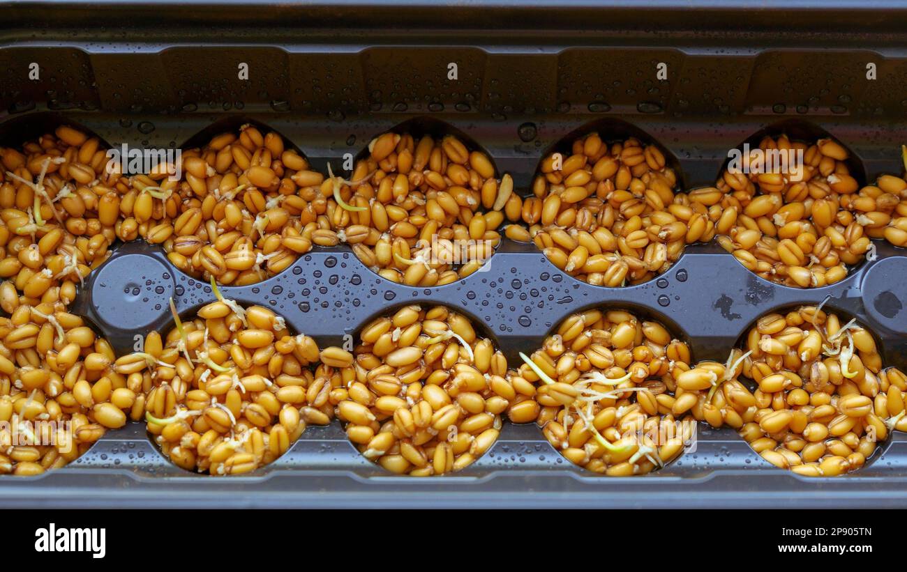 Young sprouts of barley with dew drops during germinating seeds in the ...
