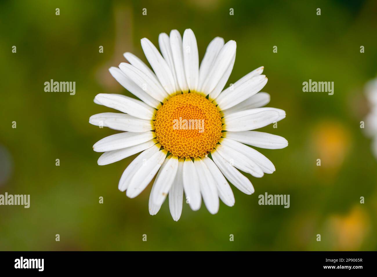 Close-up of common daisy, turkish name "papatya Stock Photo - Alamy