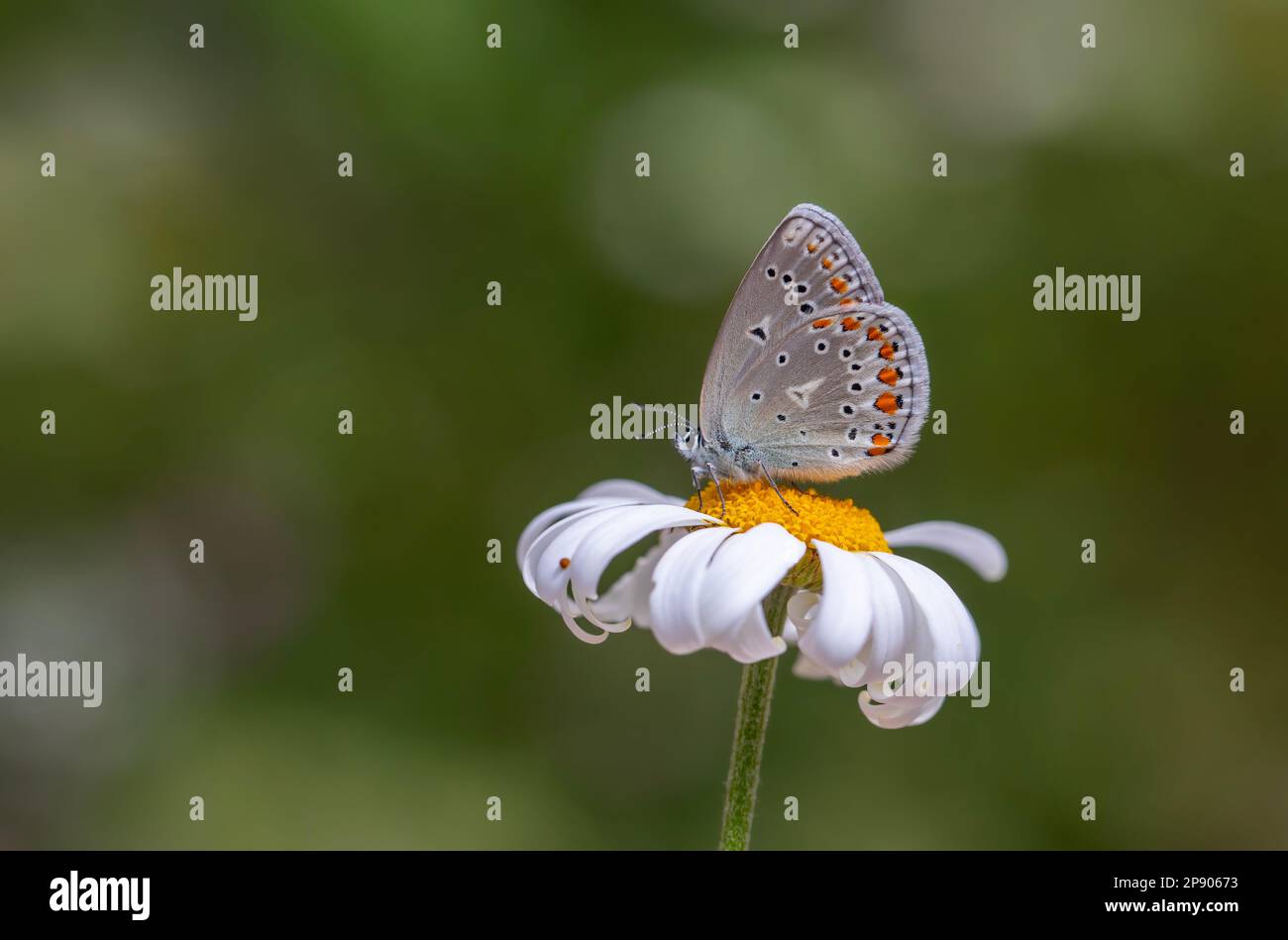 Plabejus modicus hi-res stock photography and images - Alamy