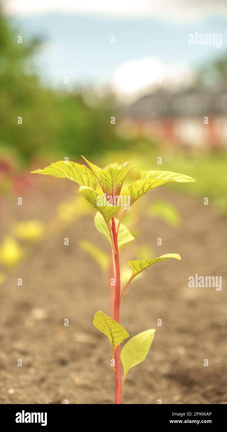 Fresh green sprouts of vegetables in spring on the field, soft focus ...