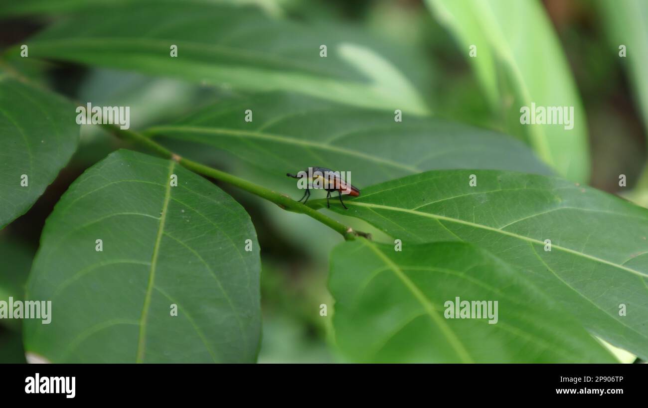 An unknown tiny red insect with long nose (similar to a beetle) is sitting on top of a leaf's ...