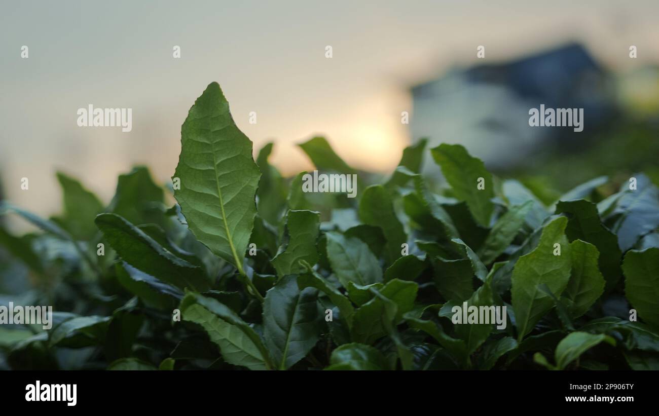 Gorgeous Sunrise Footage of Tea Leaves Dancing in the Wind in a Tea ...