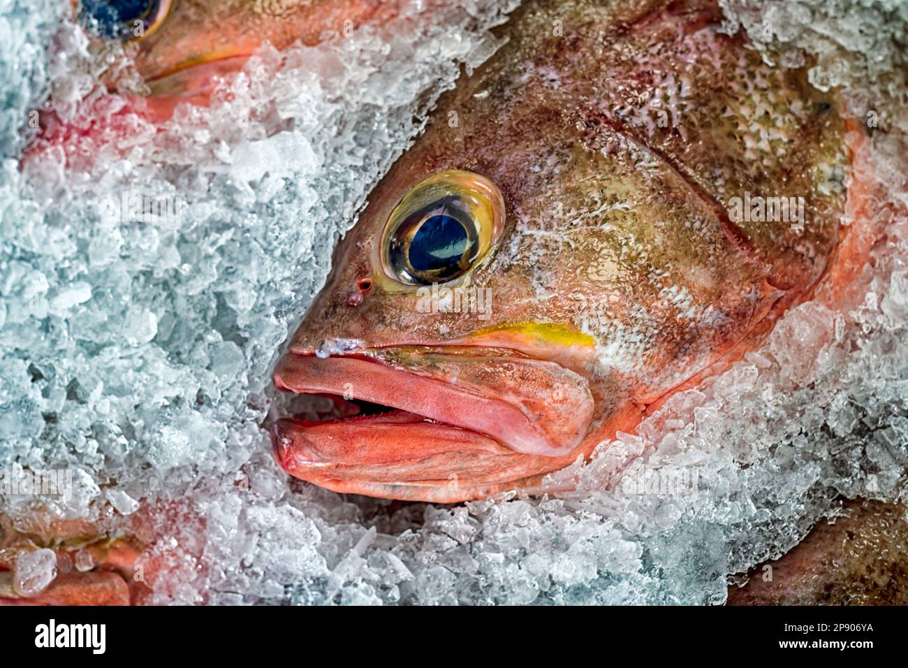 Varity of fish hi-res stock photography and images - Alamy