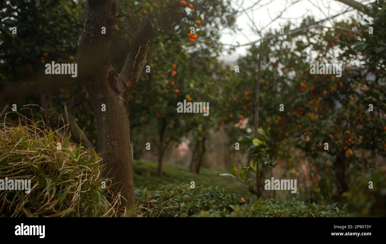 Leaves Rustling, Fruits Glowing on the Branches Stock Photo - Alamy