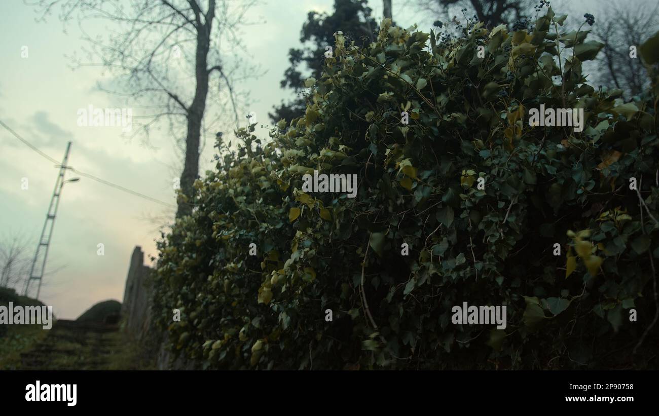 Beautiful Sunrise with Rustling Leaves on a Wall in the Windy Nature ...