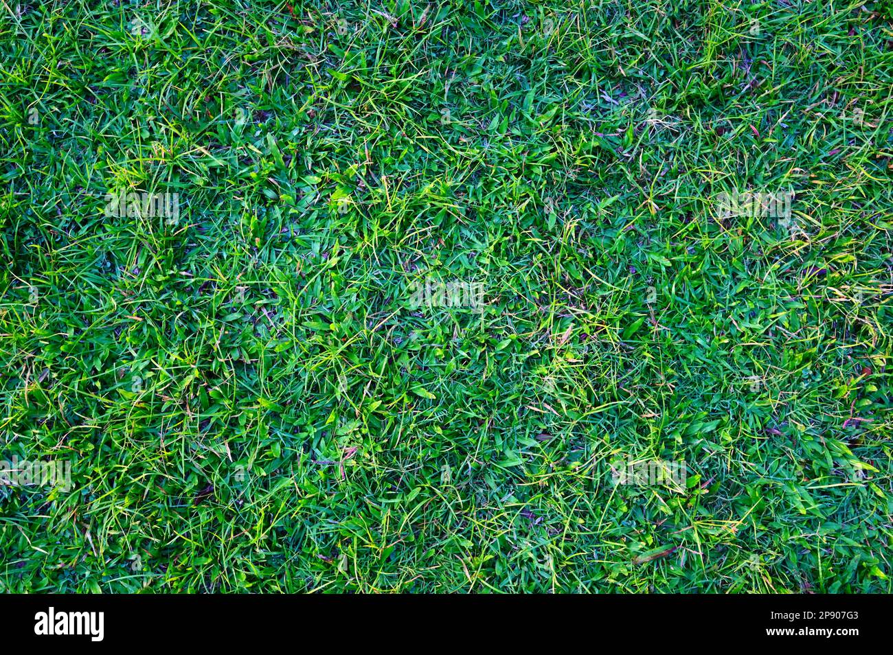 Grass field background , nature green grass green meadow grass field ...