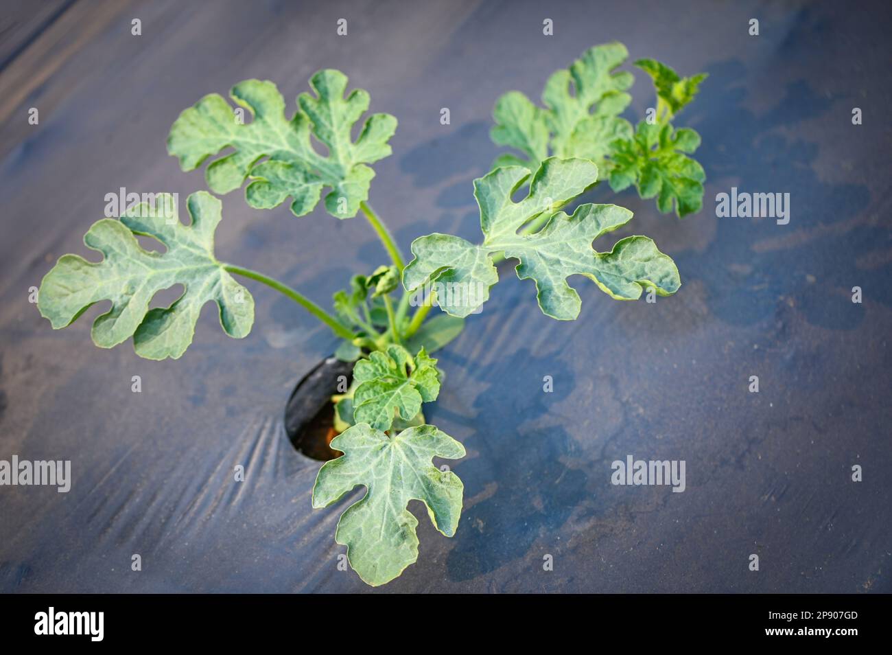 planting watermelon on field with watermelon plant tree on ground ...