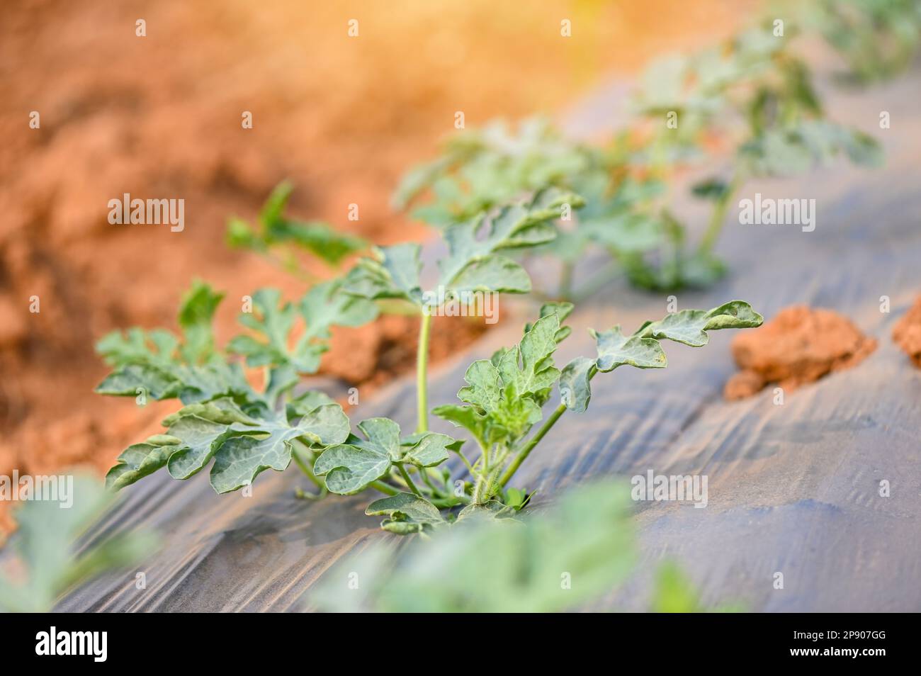 planting watermelon on field with watermelon plant tree on ground ...