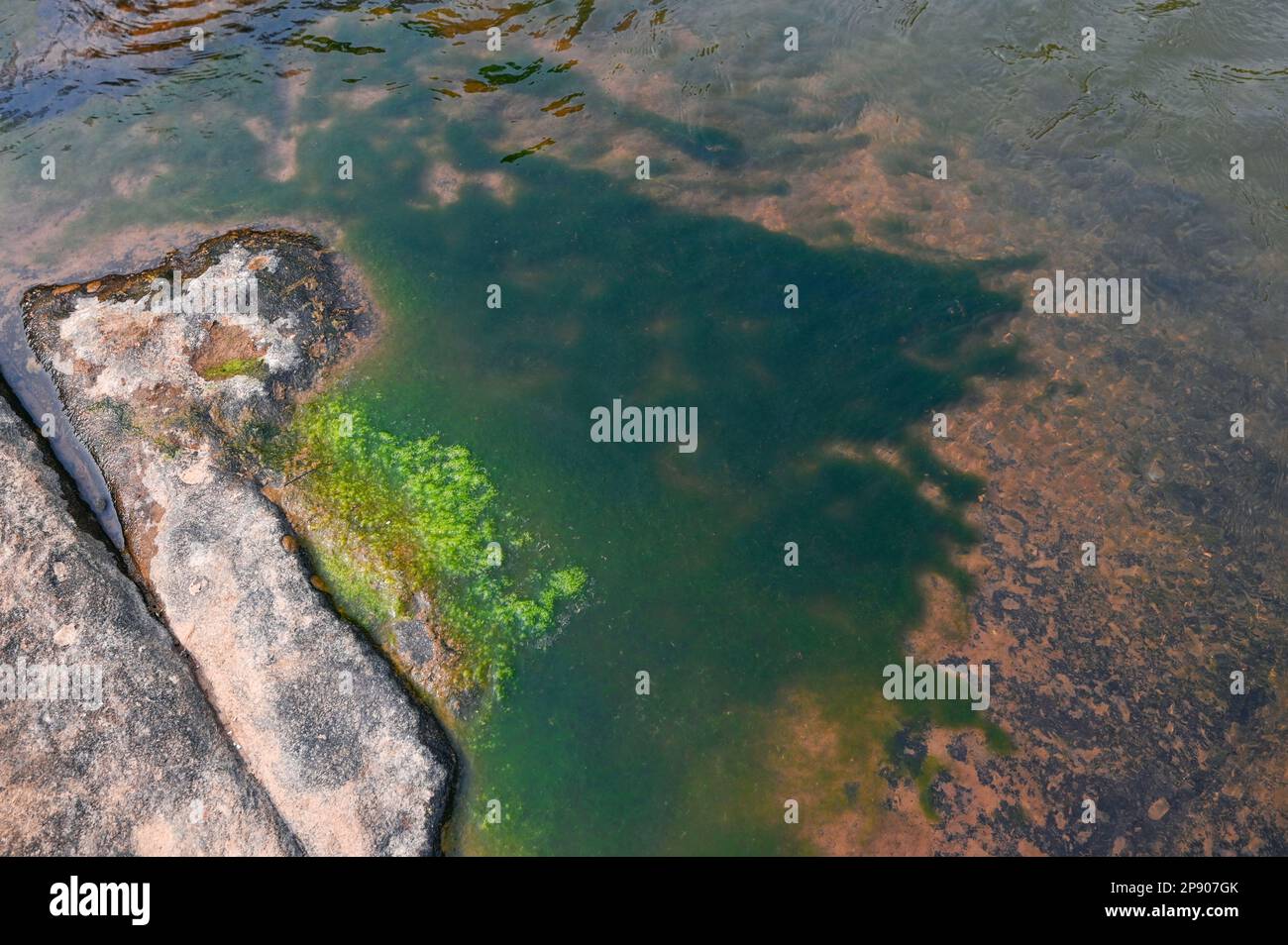 Spirogyra freshwater algae - seaweed freshwater in the river stream can ...