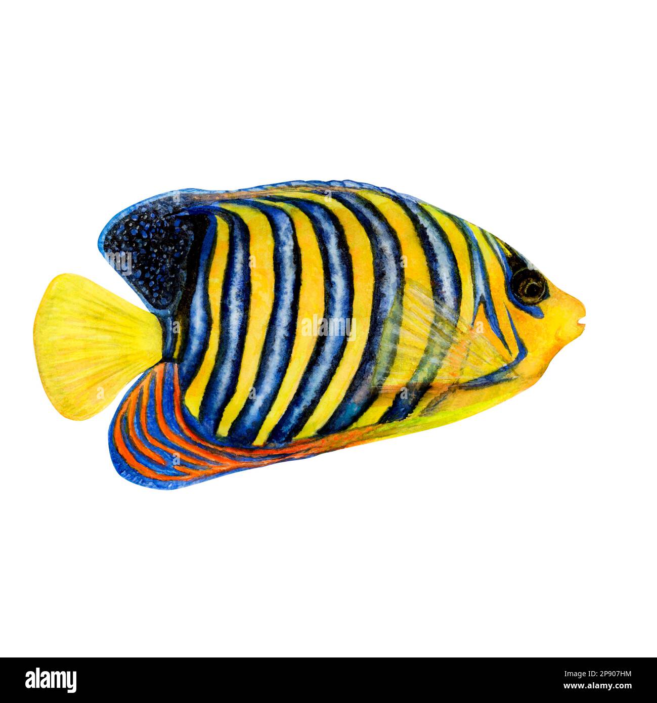 Watercolor drawing of royal angel on white background. Realistically ...