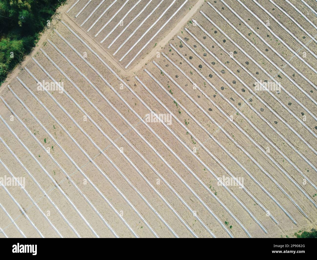 high angle view of agriculture , aerial view rows of crop fields top ...