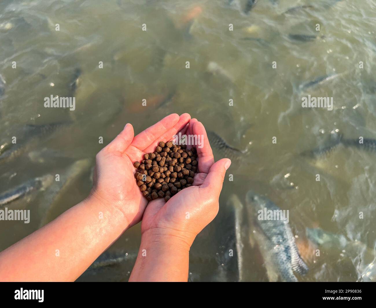 Feed the fish, close up brown pellets feeds for fish in hand, feed fish ...