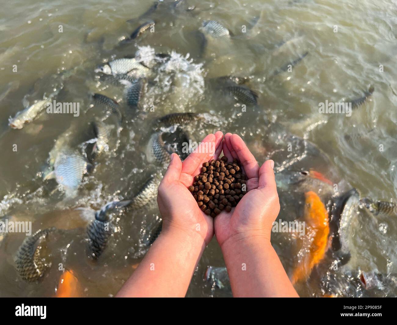 Feed the fish, close up brown pellets feeds for fish in hand, feed fish ...