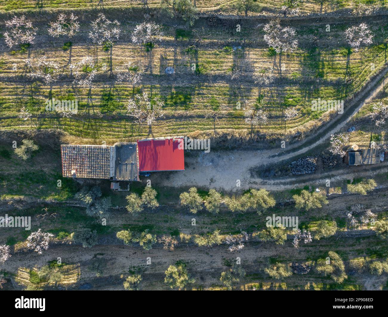 Aerial zenithal view of almond blossom fields in spring near Tivissa ...