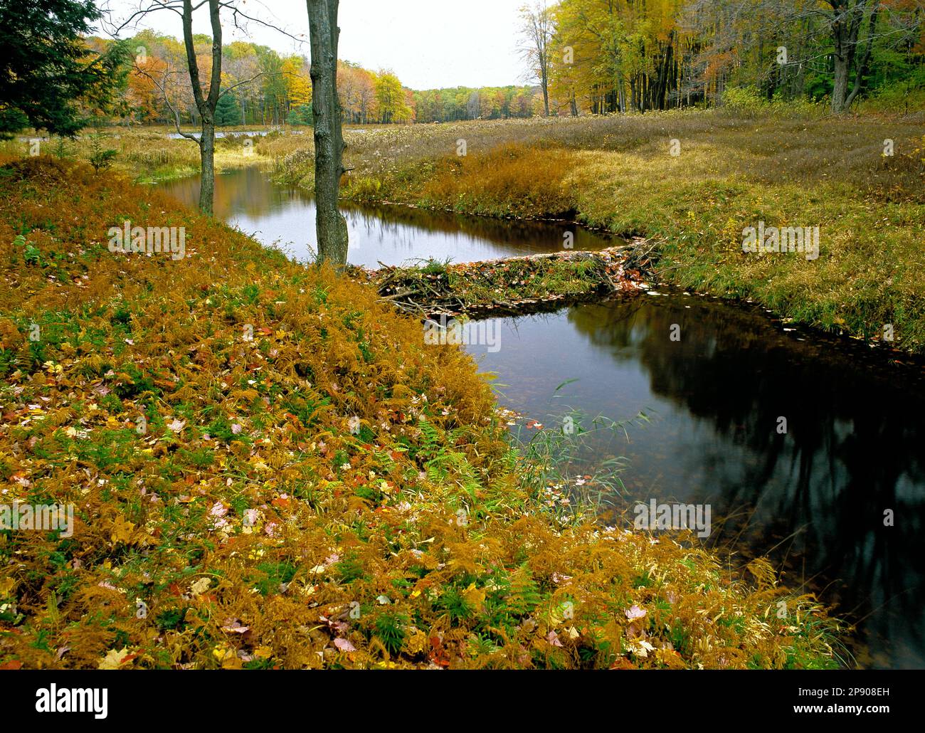 Black ash hi-res stock photography and images - Alamy