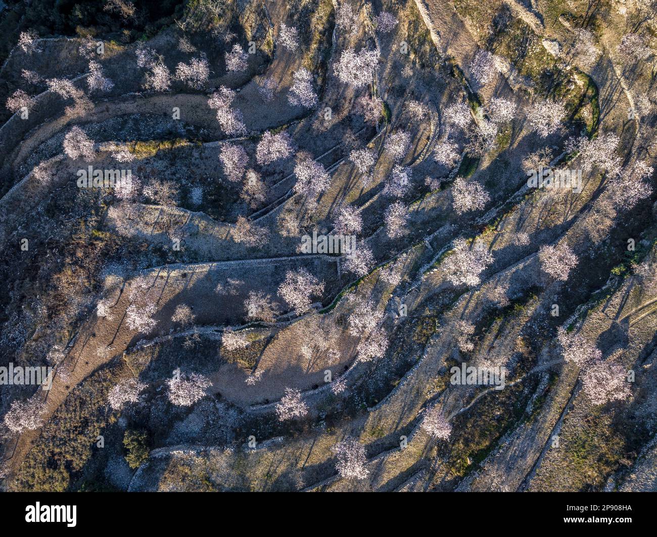 Aerial zenithal view of almond blossom fields in spring near Tivissa ...