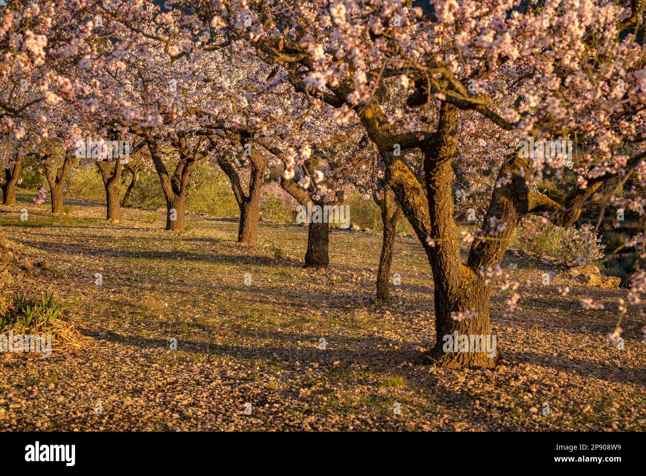 árboles frutales en flor hi-res stock photography and images - Alamy