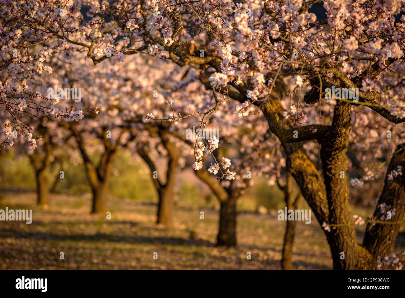 Flor de arboles frutales hi-res stock photography and images - Alamy