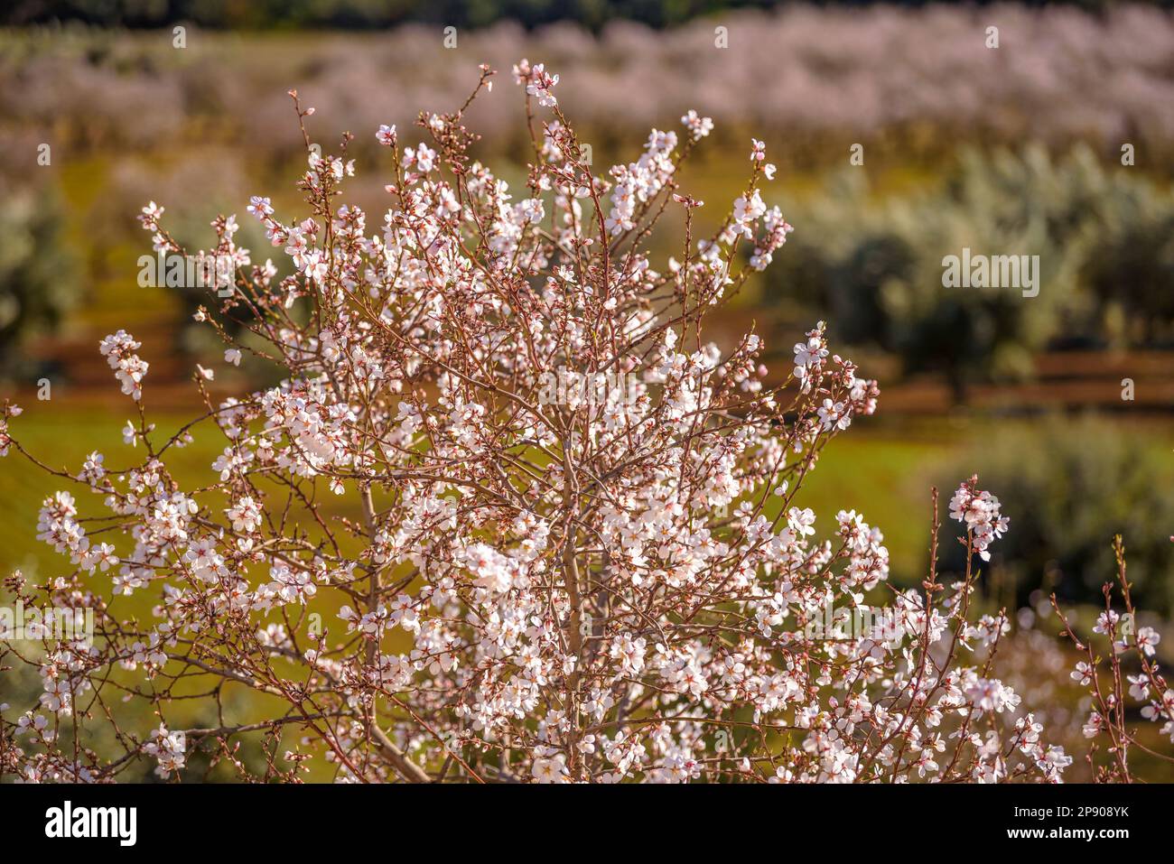 Arboles frutales en flor hi-res stock photography and images - Alamy