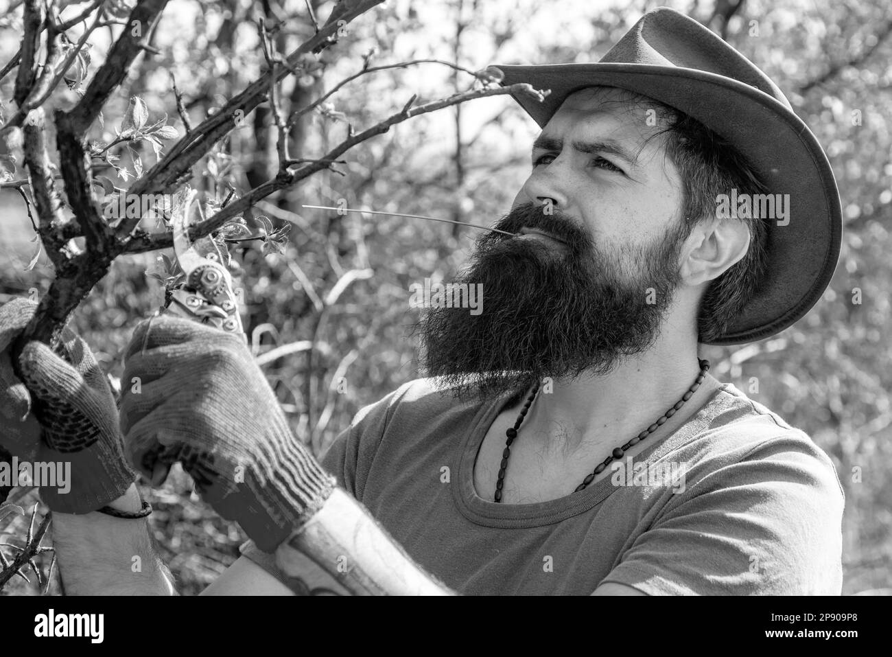 Farmer examining grafting branch in orchard. Farmar enjoy spring nature ...