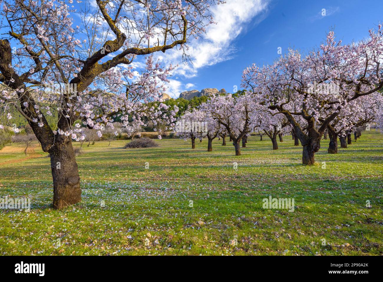 Fields of almond trees in bloom in spring with the Roques de Benet ...