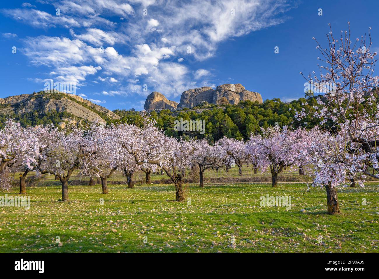 Arbre de la floraison hi-res stock photography and images - Alamy