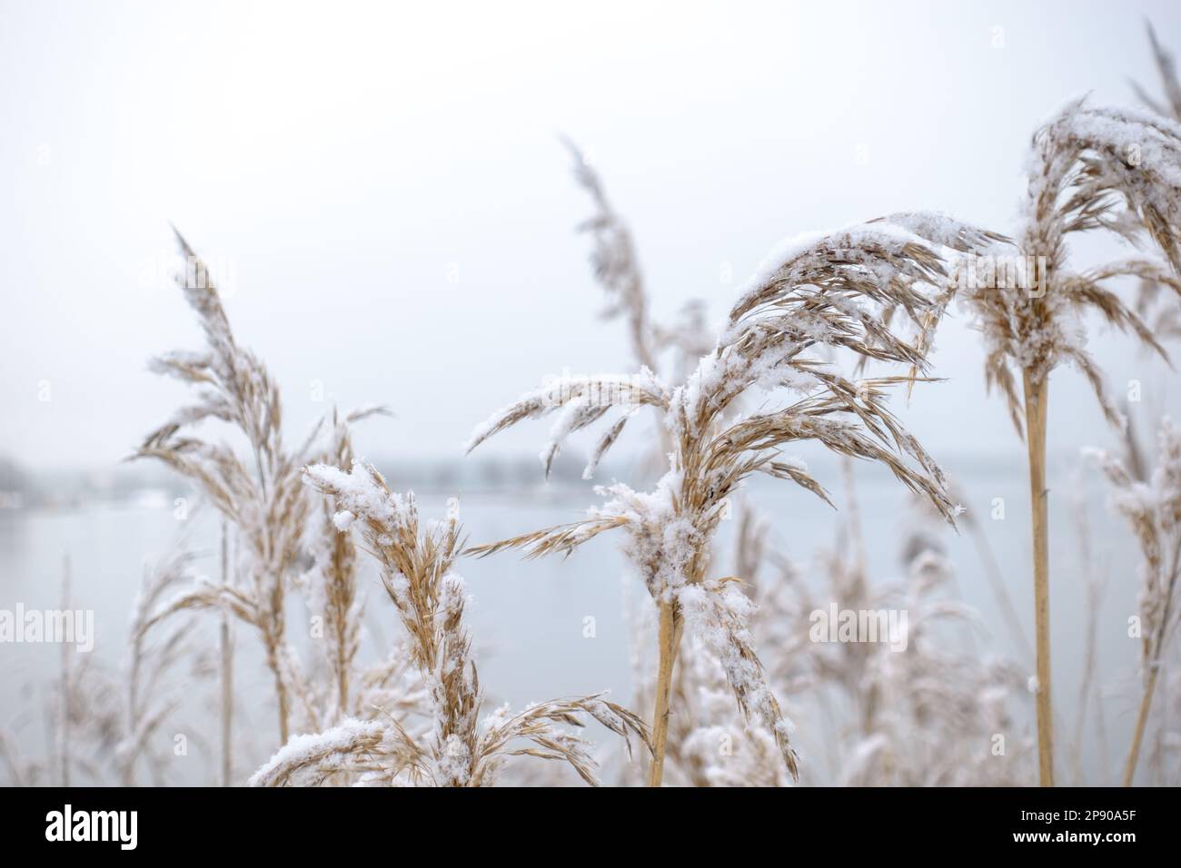 Reeds covered in snow in winter against bright white background Stock ...