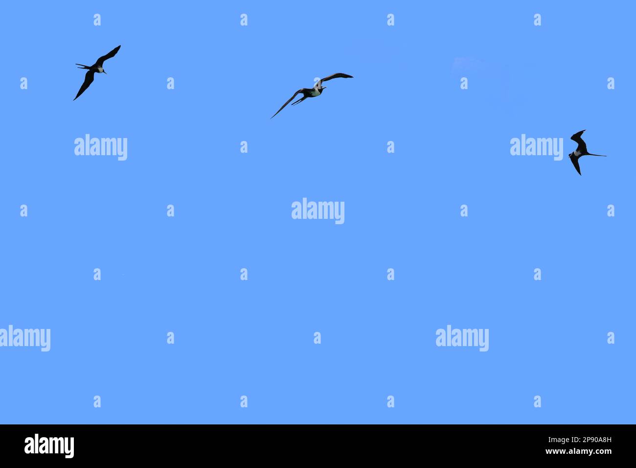 Flying frigate birds hi-res stock photography and images - Alamy